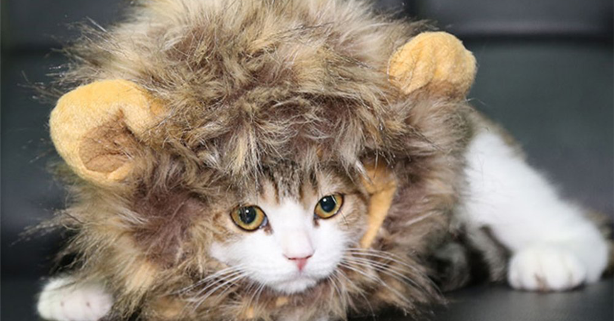 The Cutest Little Lion Mane for Cats and Small Dogs | drunkMall