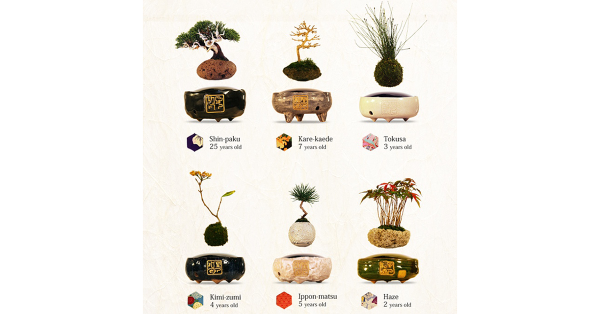 Levitating Bonsai Trees | drunkMall