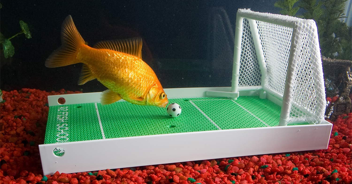 Fish Training Kit | drunkMall