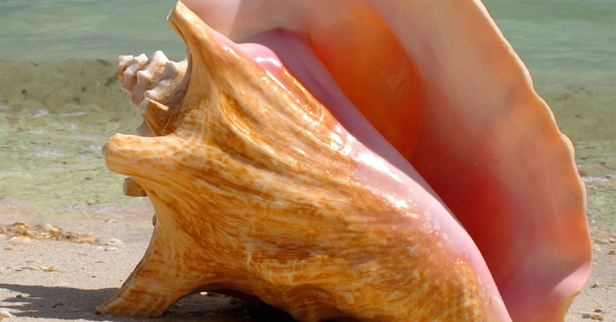 Conch Shells | drunkMall